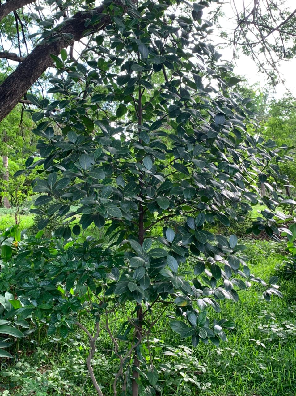 Gentle Giants – Anudeep Durishetty